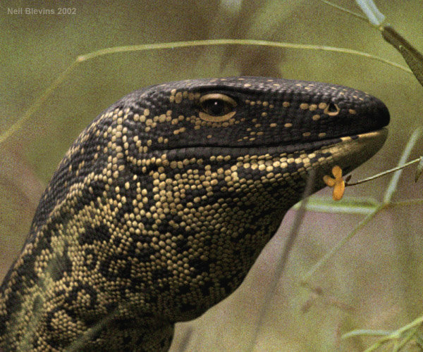 ArtStation - Varanus Panoptes