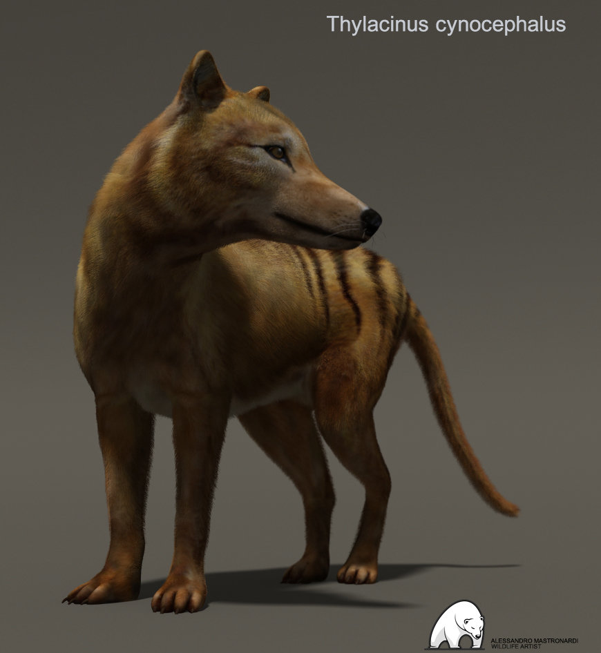 ArtStation - Thylacine