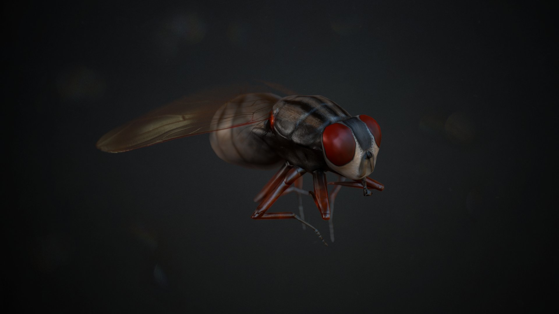 ArtStation - Insect: Housefly