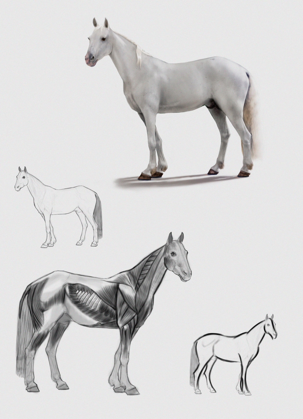 ArtStation - A horse study.