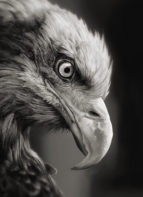 ArtStation - Eagle study (video), Jesse Keisala