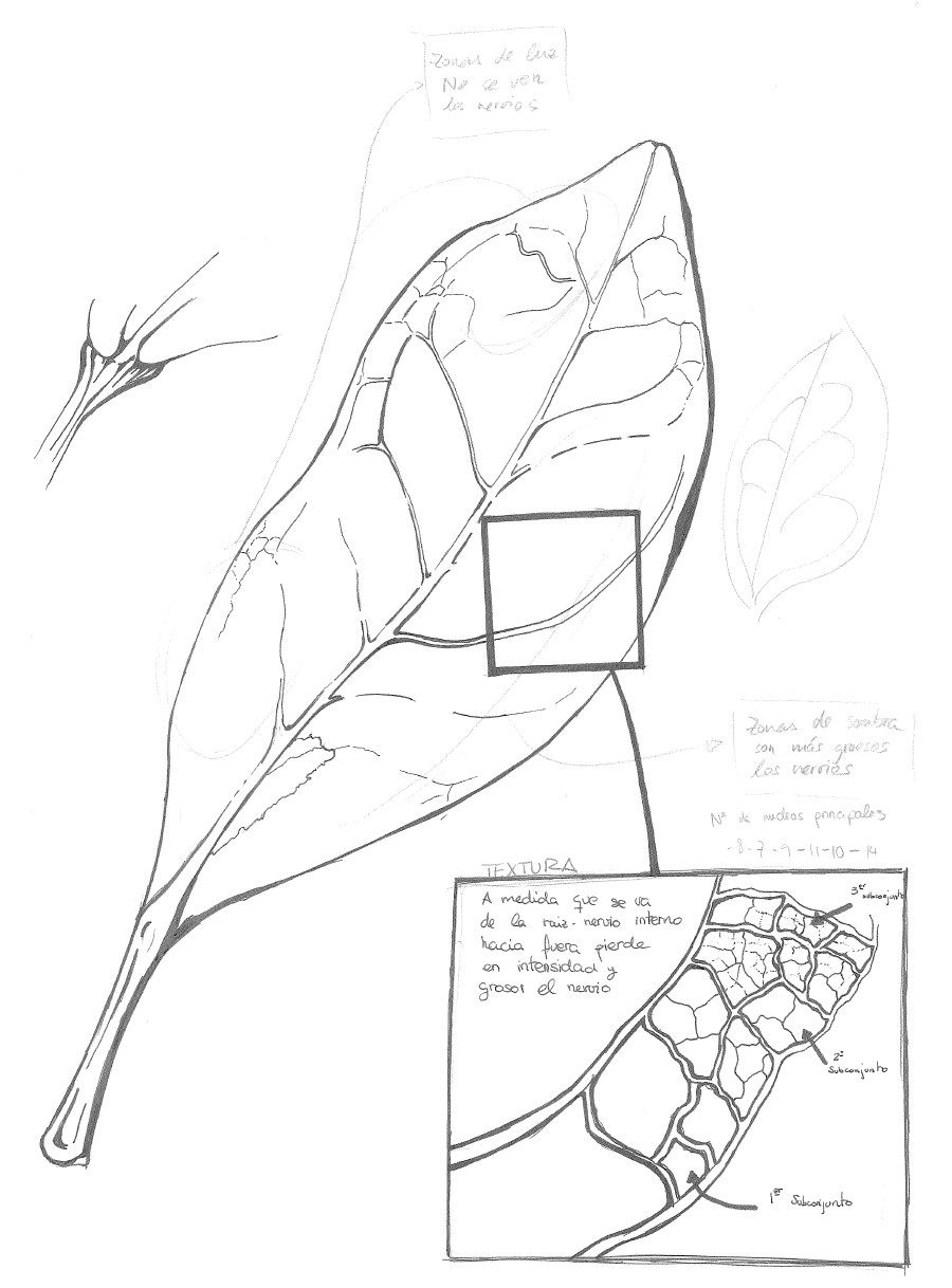 ArtStation - Leaf studies