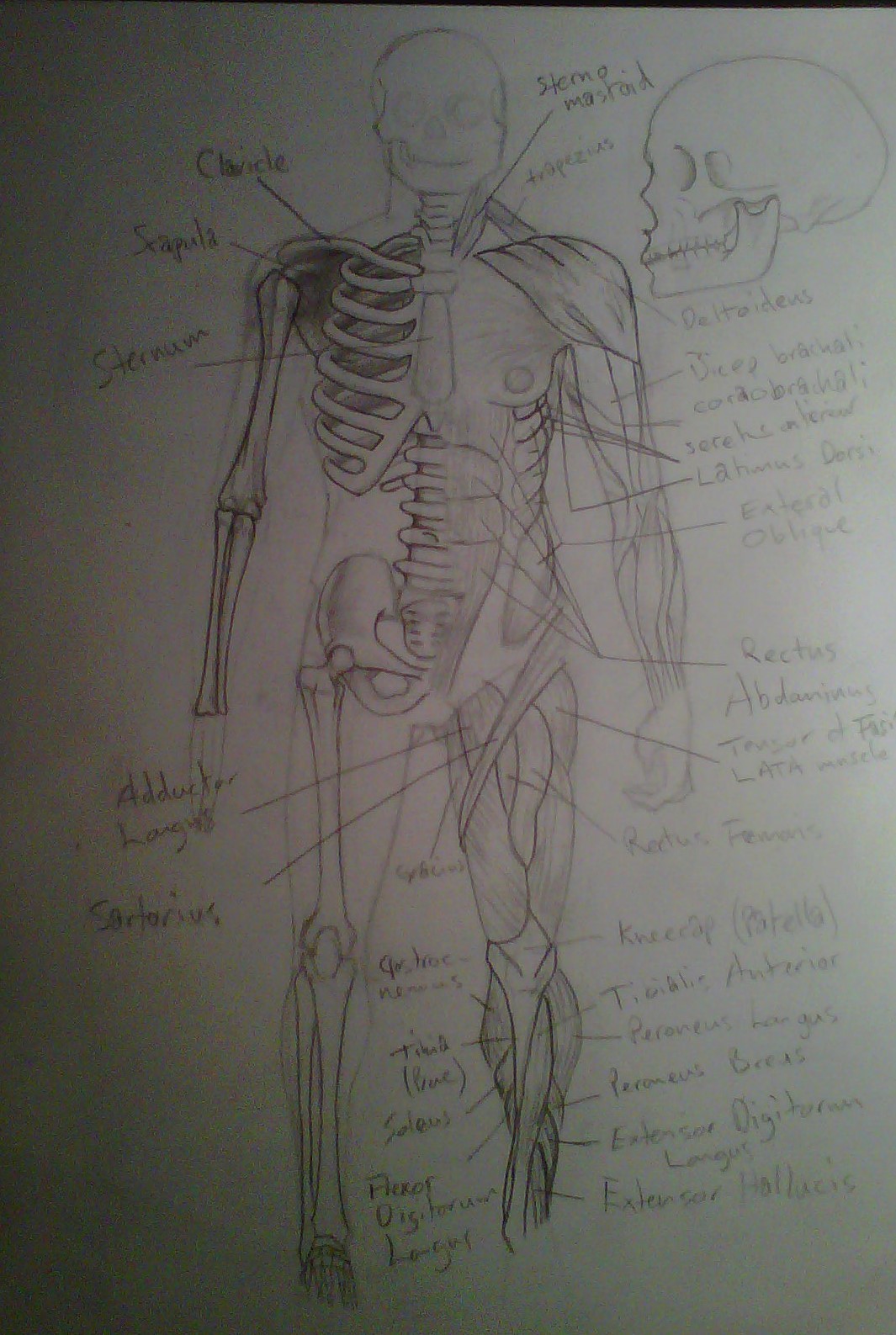 ArtStation - life sketches and anatomy sketches