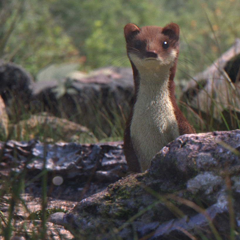 ArtStation - the weasel