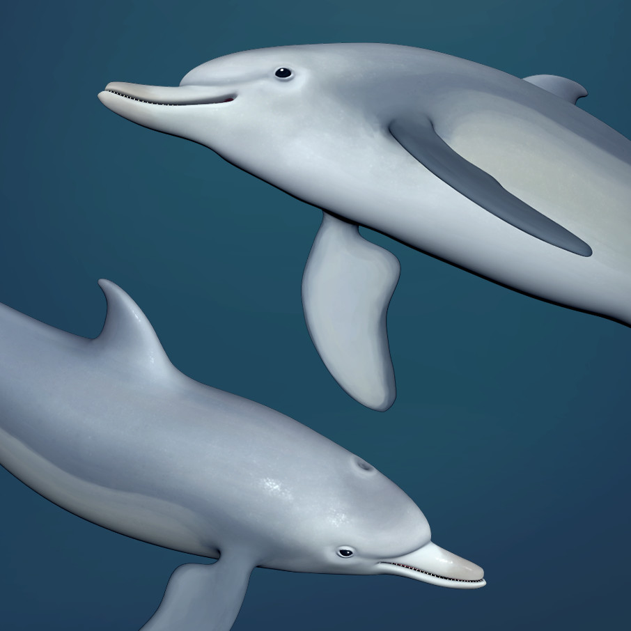 ArtStation - Dolphin