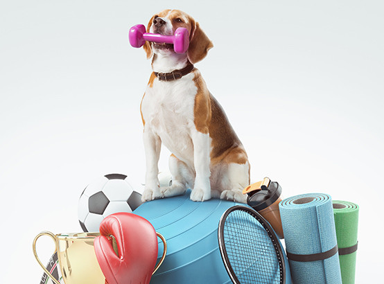 ArtStation - Bigl – online market