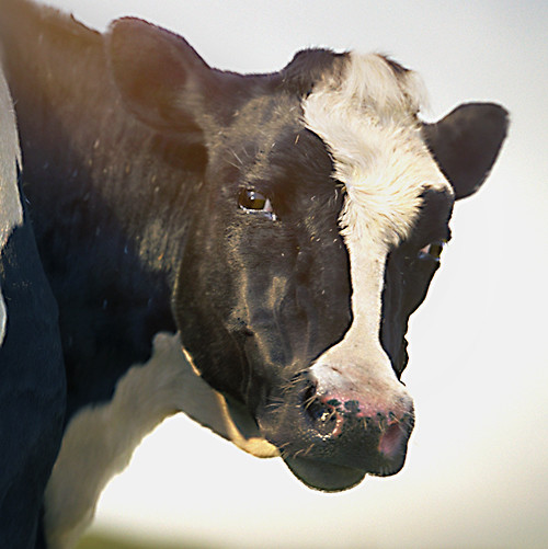 ArtStation - Cow - Turntable