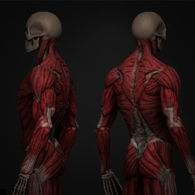 ArtStation - Ecorche Study