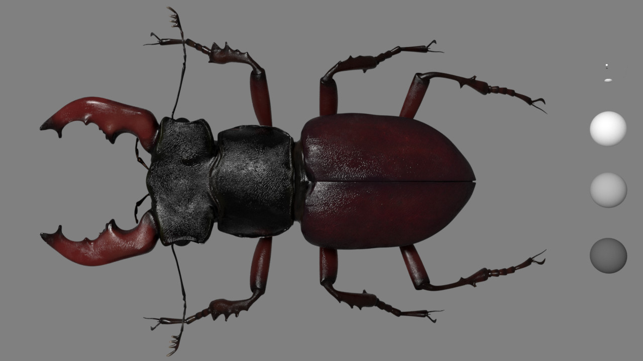 ArtStation - Beetle Look dev