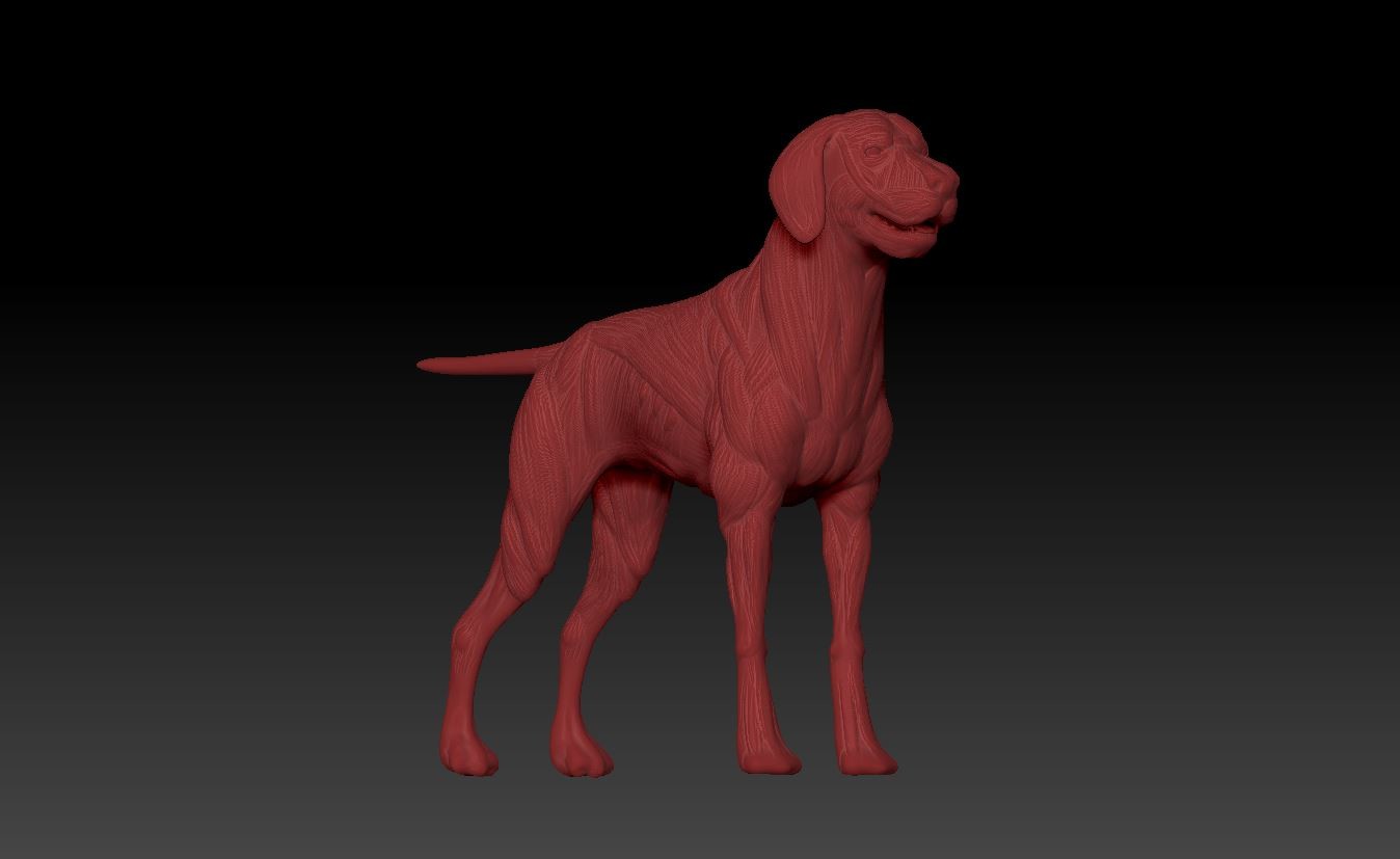 ArtStation - Dog Ecorche