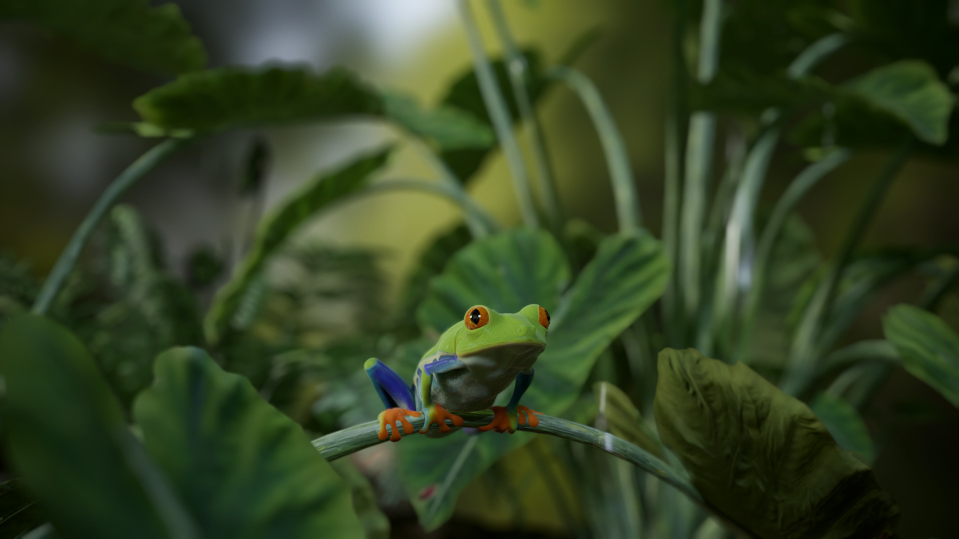 ArtStation - Red-Eye Tree Frog