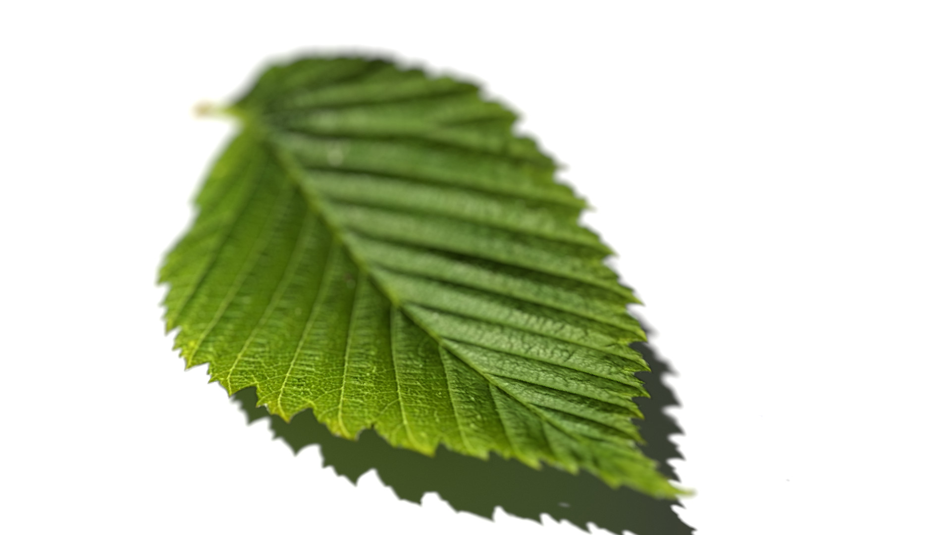 ArtStation - Leaf Render