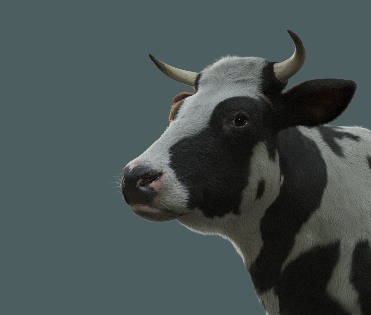 ArtStation - Cow Animation