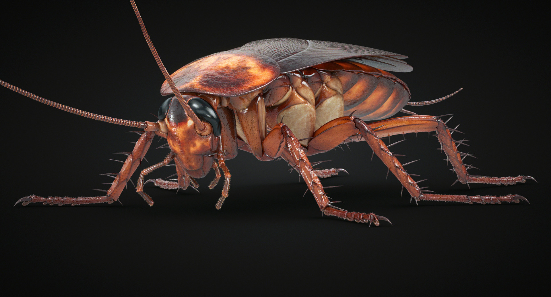 ArtStation - Roach