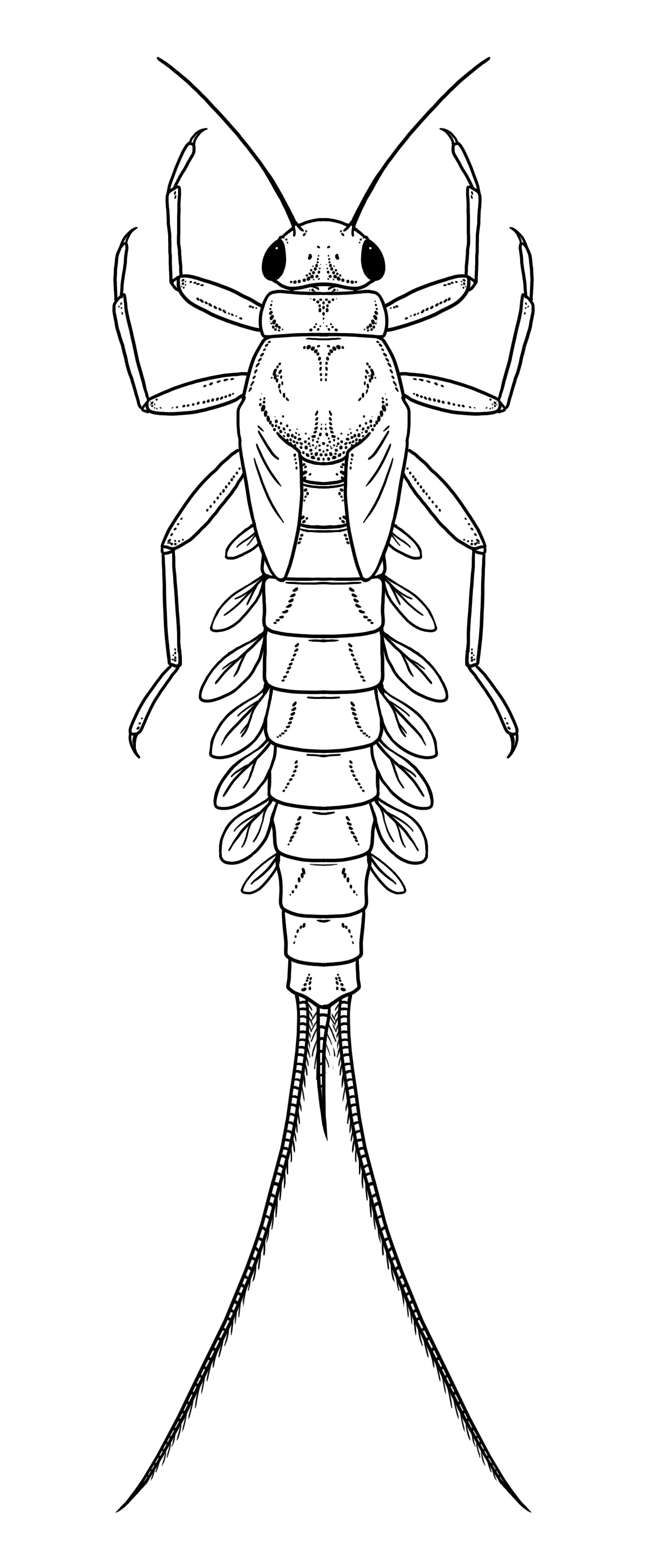 ArtStation - Ephemeroptera