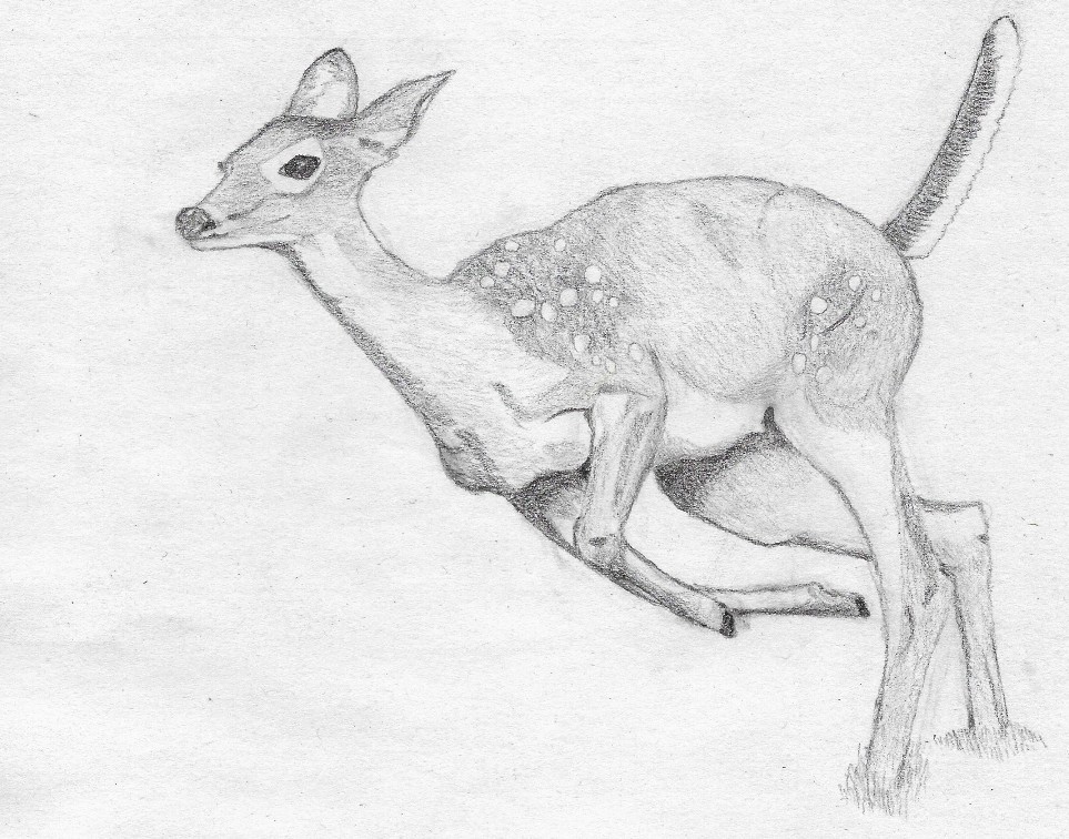 ArtStation - Running Animals