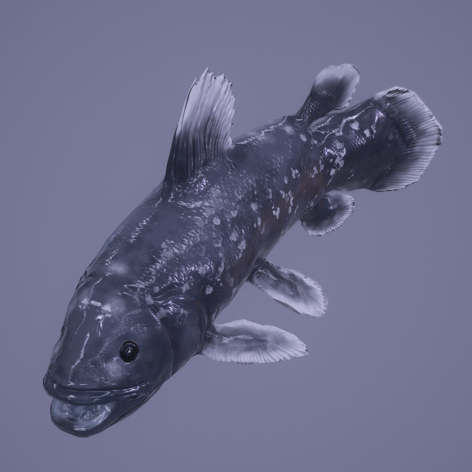 ArtStation - Coelacanth & Bluemarlin
