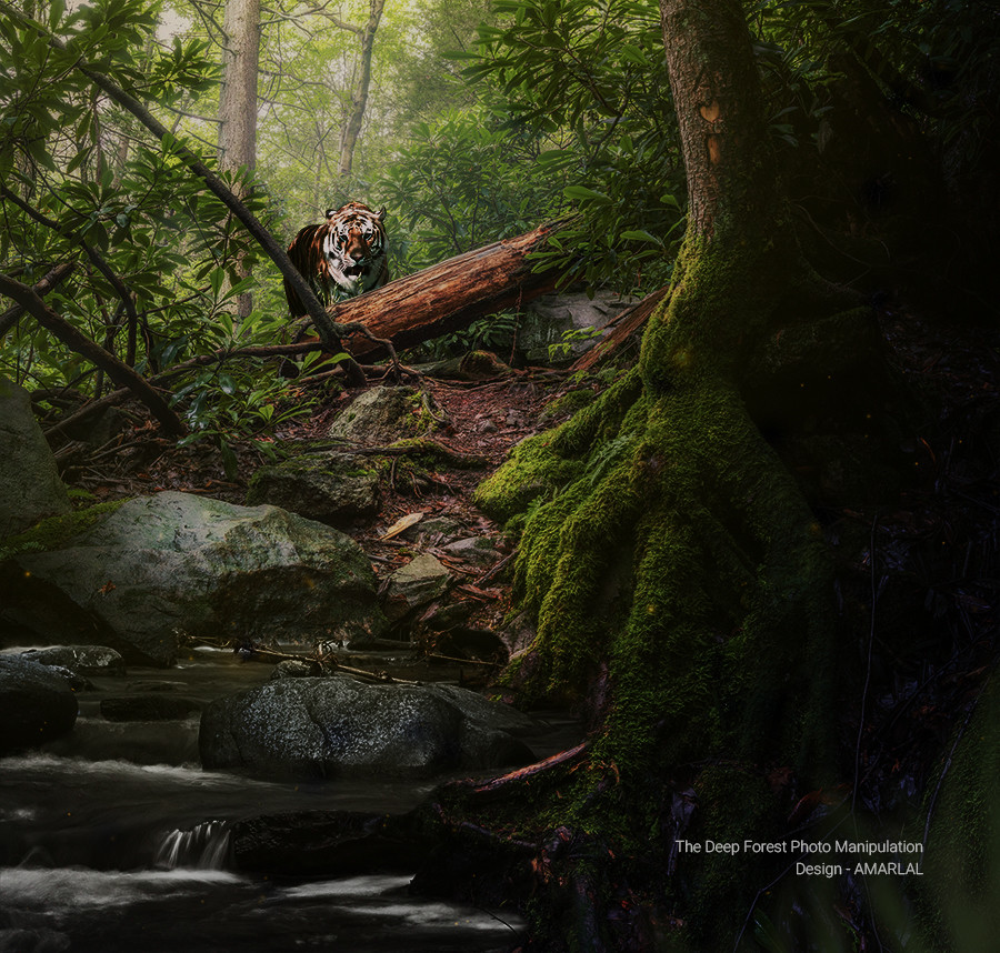 ArtStation - Tiger in Deep Forest - Photo Manipulation