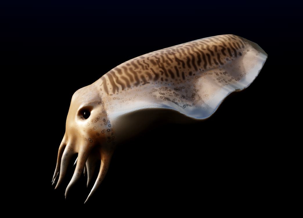 ArtStation - Cuttlefish