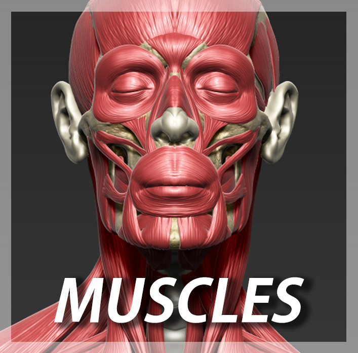 ArtStation - Muscles