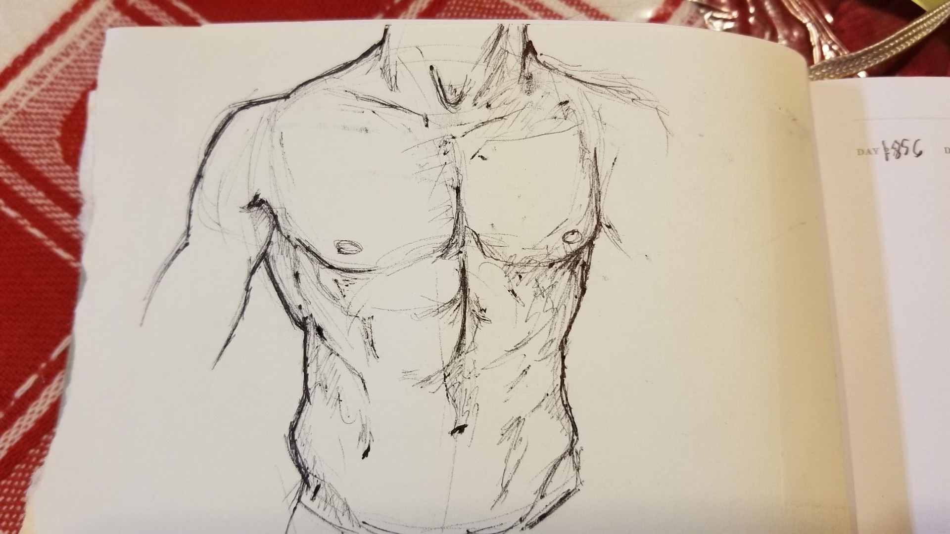 ArtStation - Chest studies