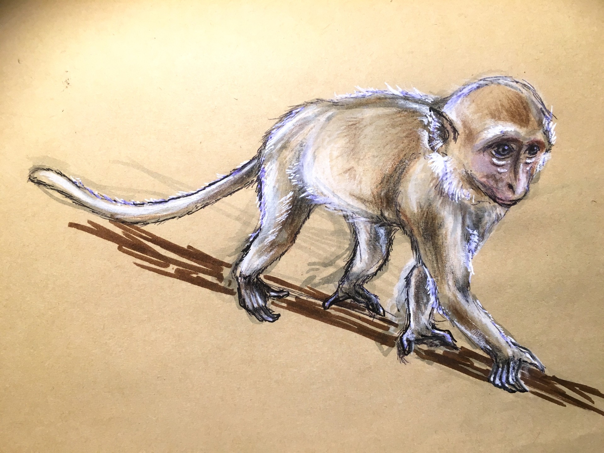 ArtStation - Animal Life Drawing