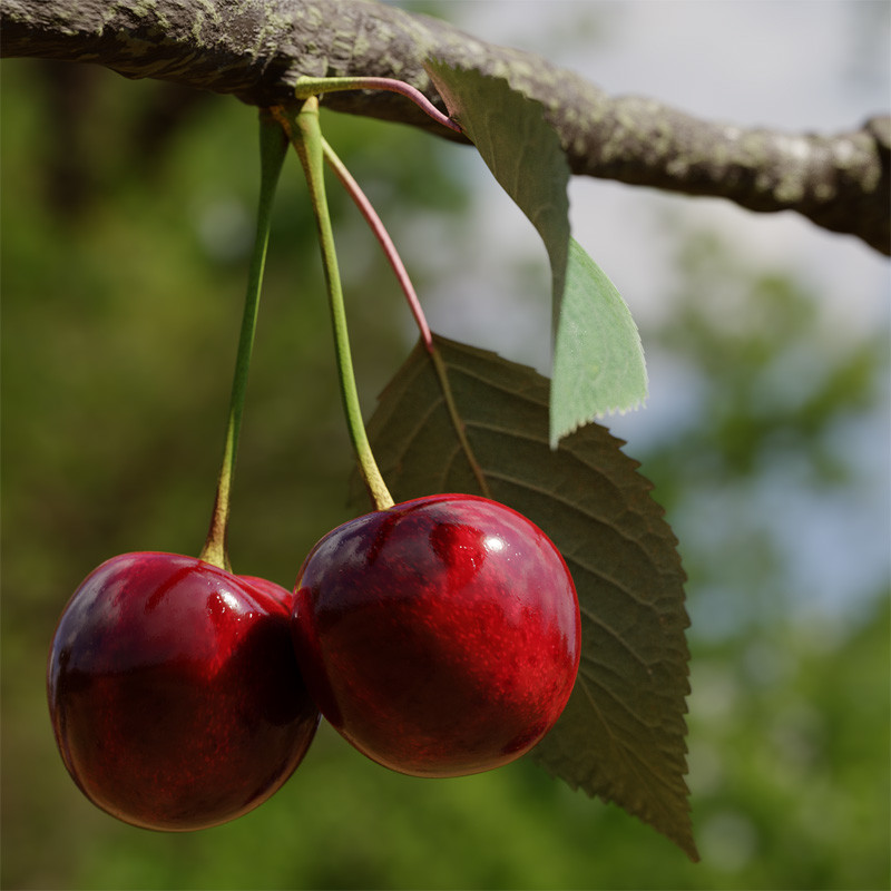 ArtStation - CW Cherry - A Procedural Shader Tree for Blender