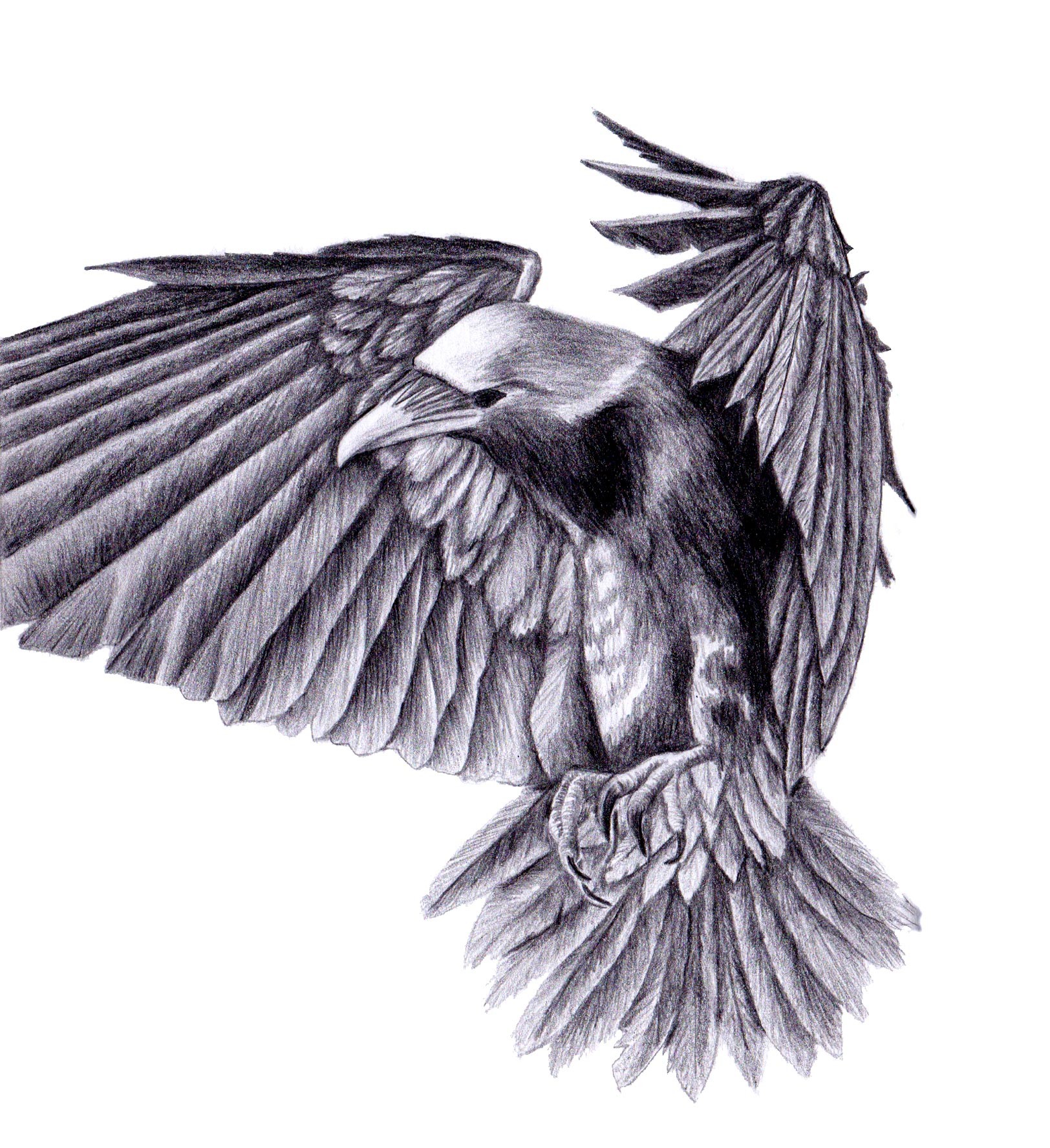 ArtStation - Sketchbook ravens