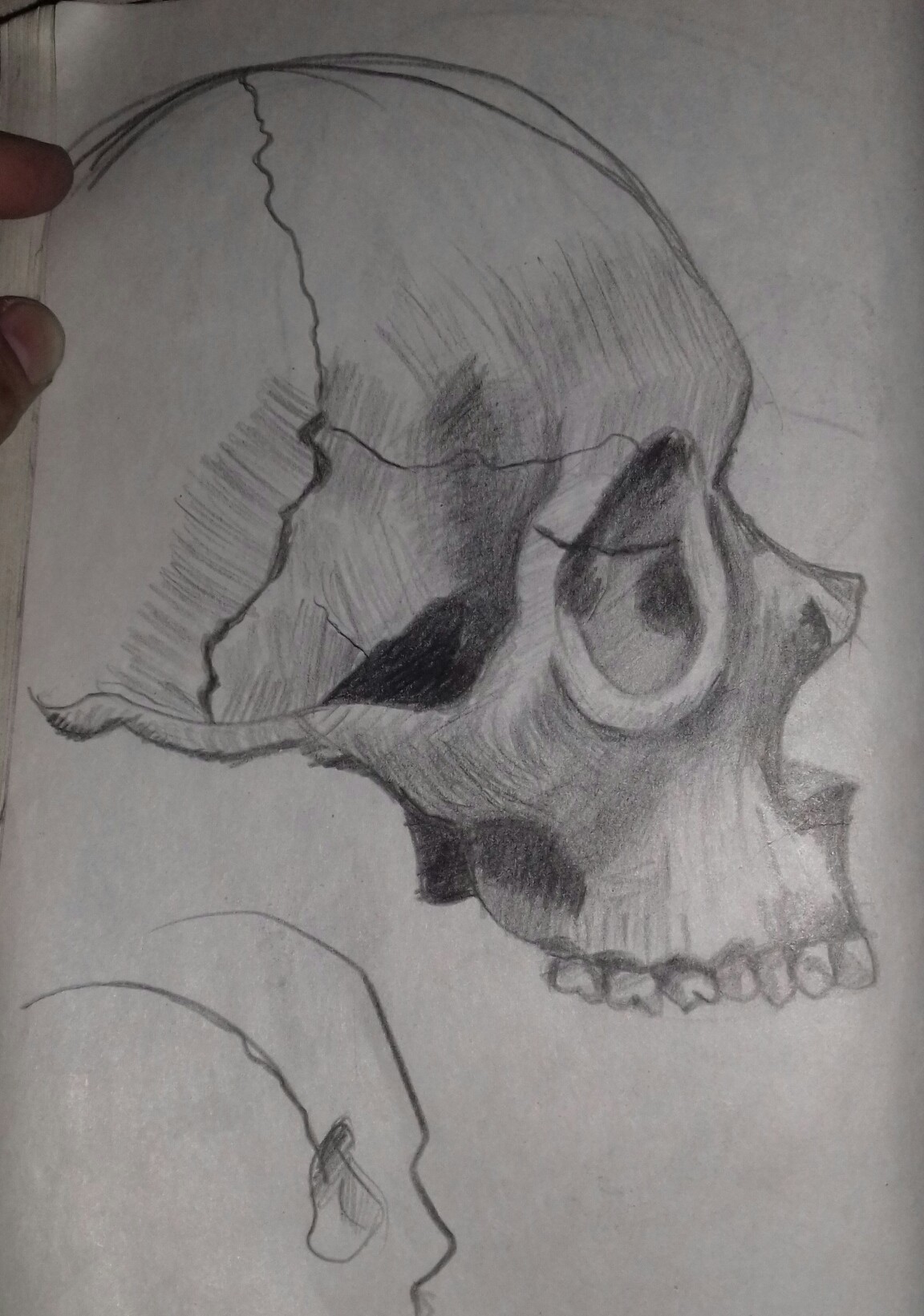 ArtStation - Human Bones study