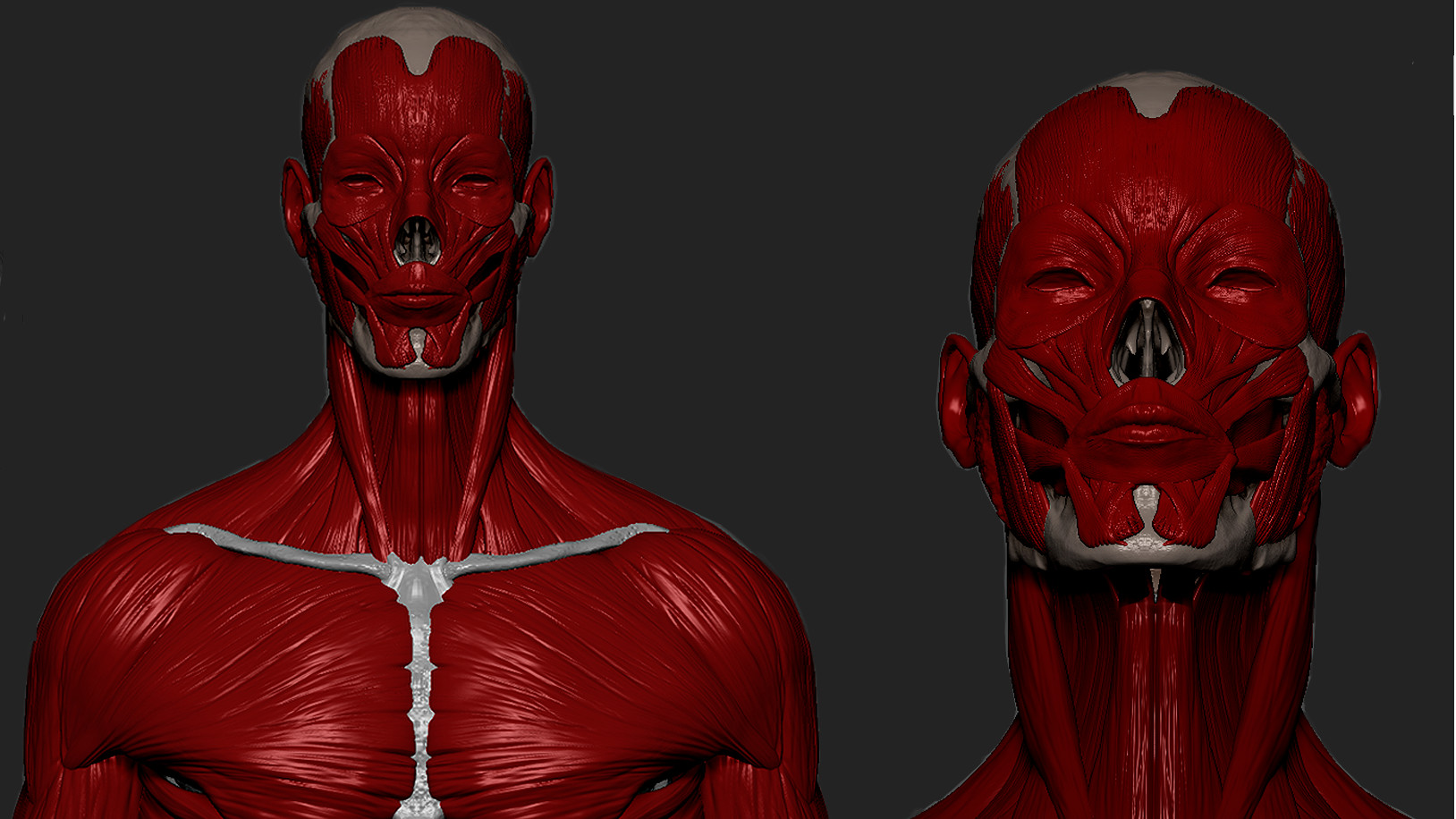 ArtStation - Male Ecorche