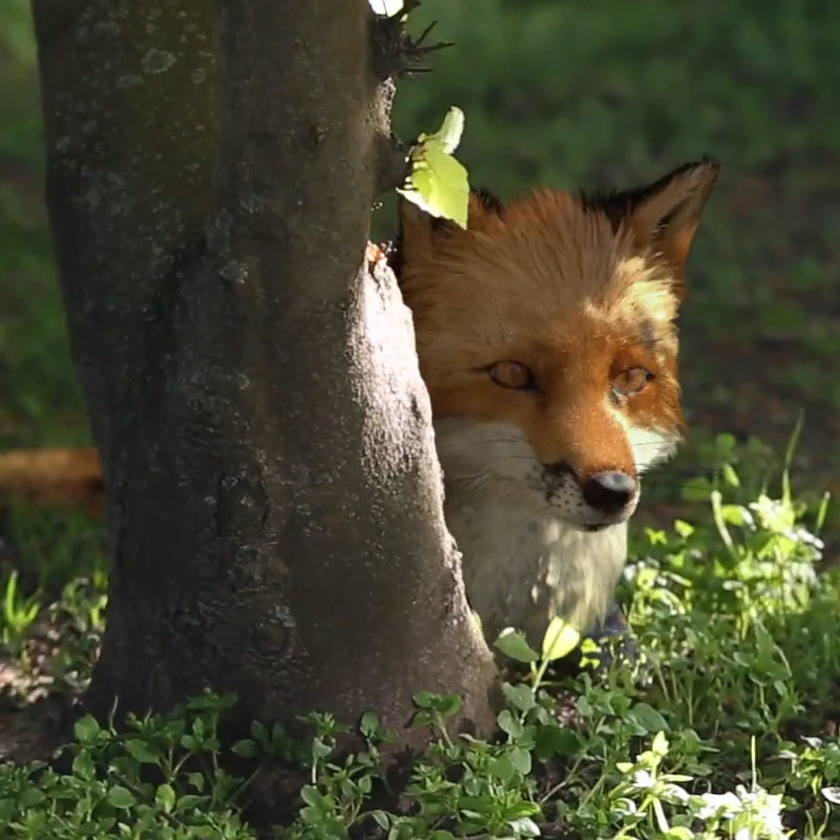 ArtStation - Red Fox animation update