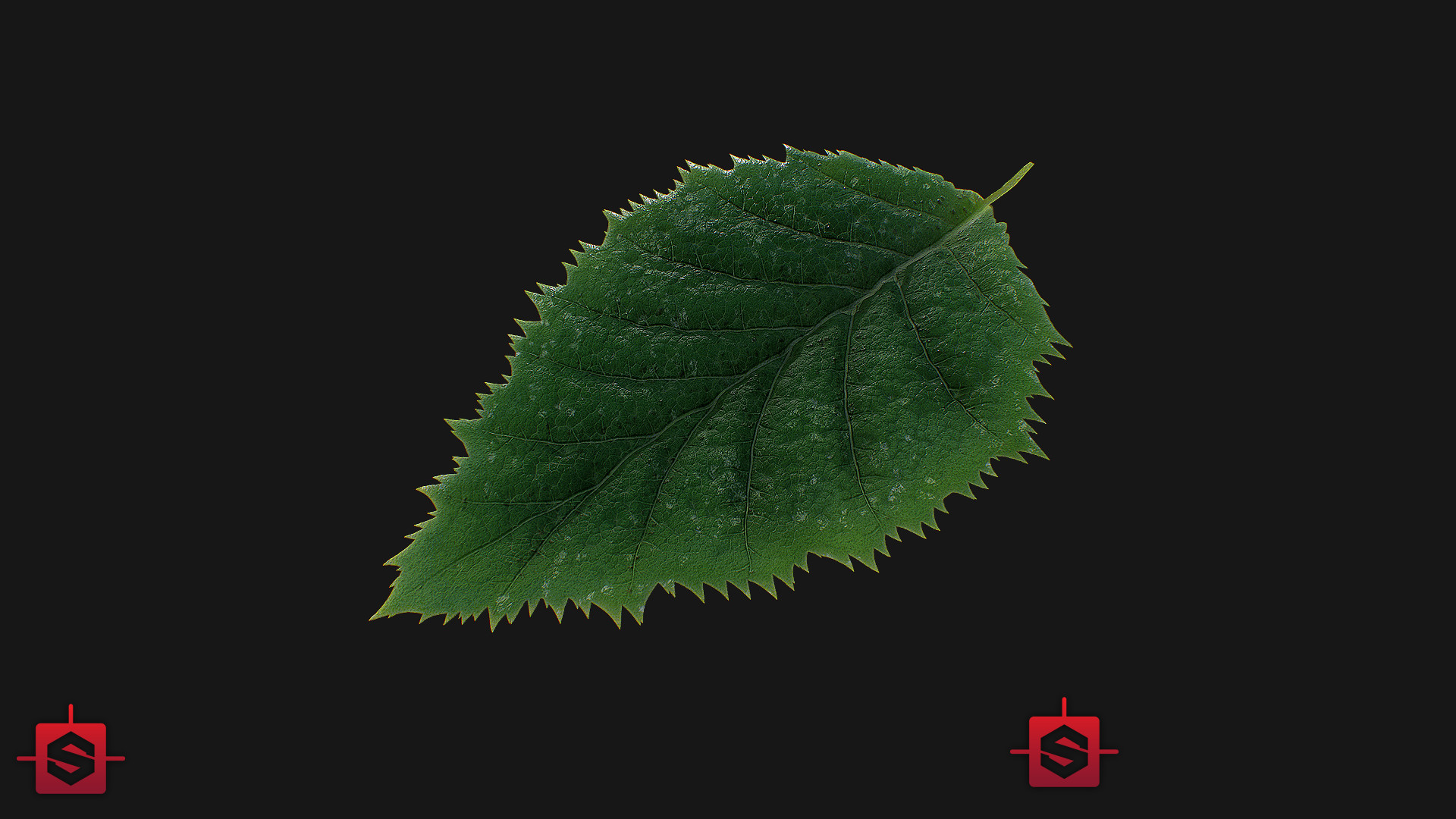 ArtStation - Pinnate Leaf - Substance Material