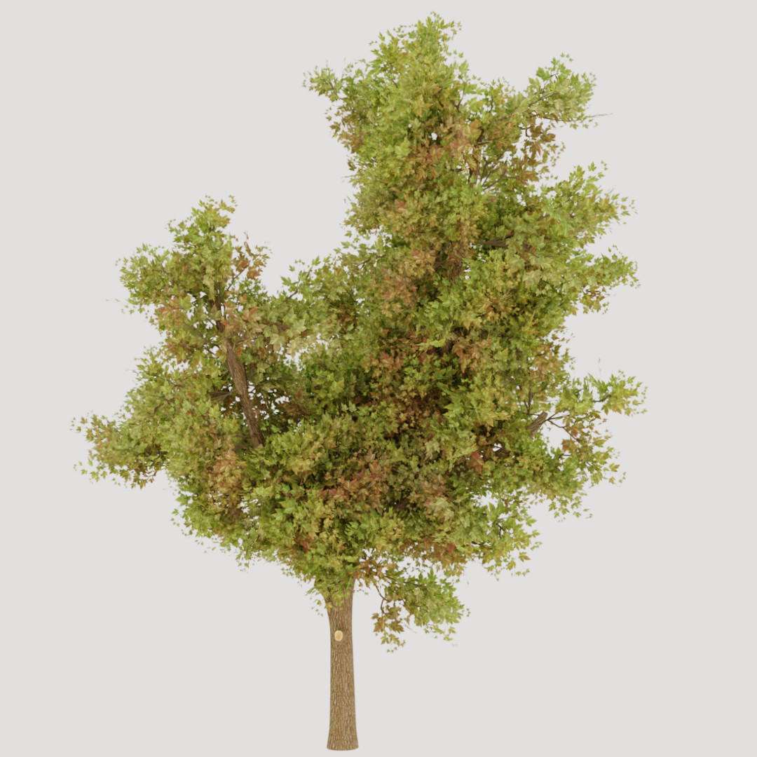 ArtStation - Sycamore tree