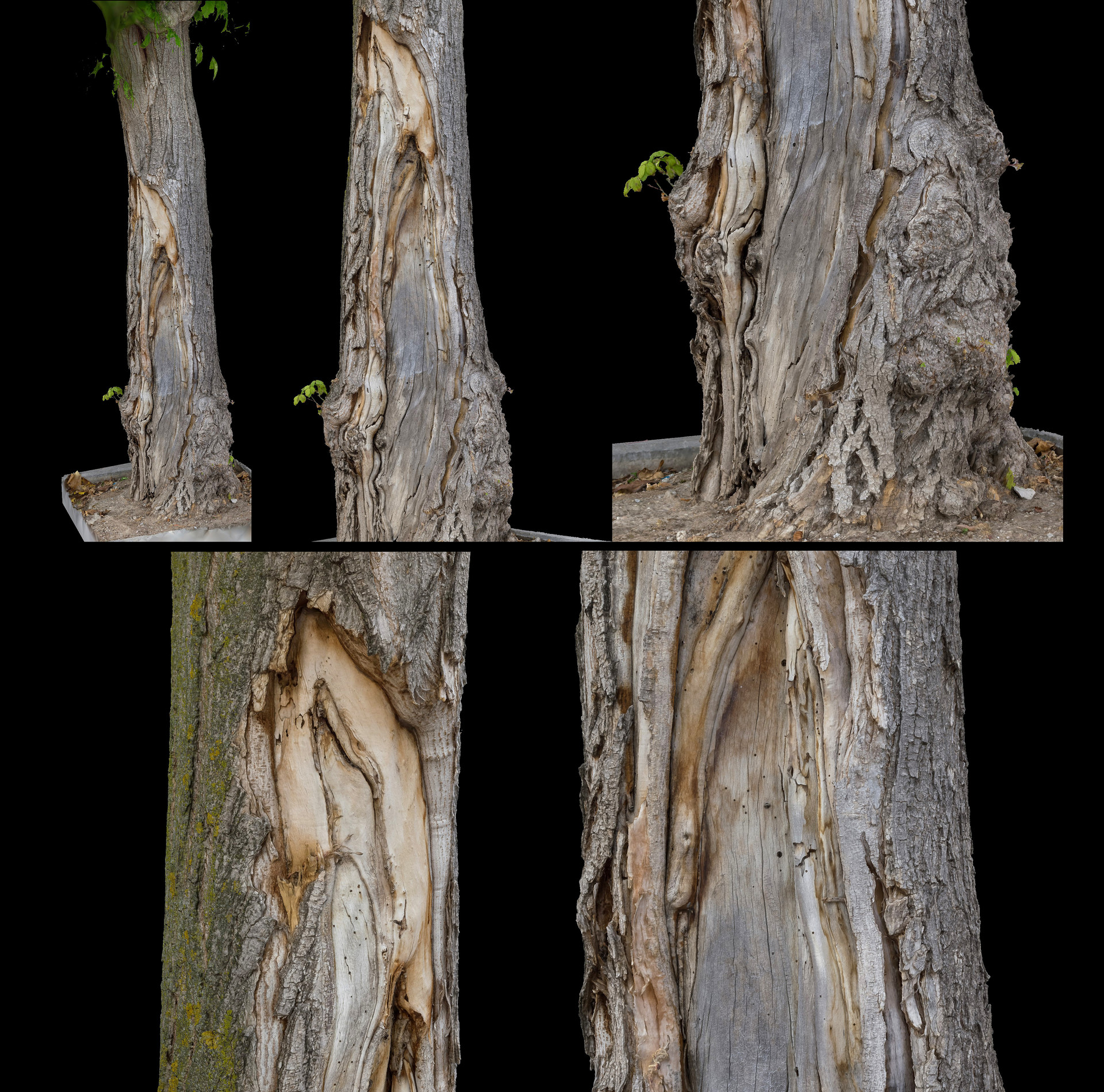 ArtStation - Photogrammetry Trees I
