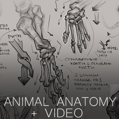 ArtStation - Animal anatomy studies #2