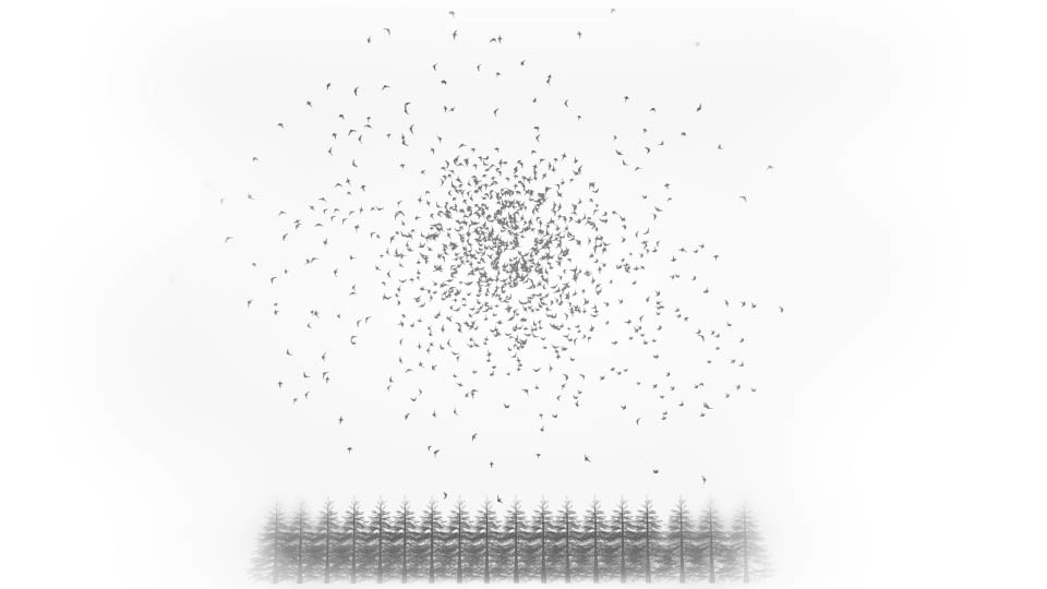 ArtStation - Flocking Pattern Birds Animation
