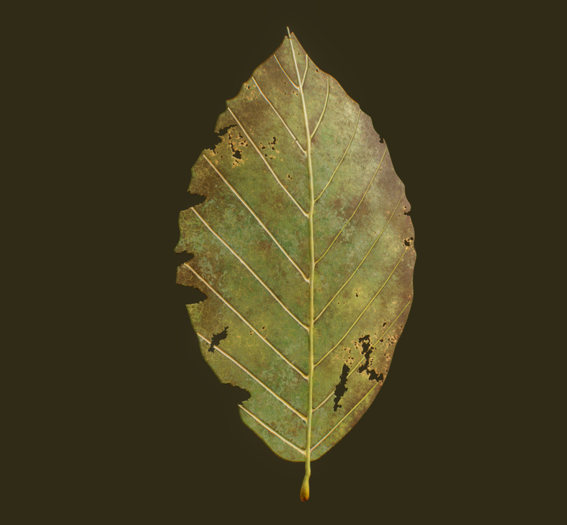 ArtStation - Beech Tree Leaves