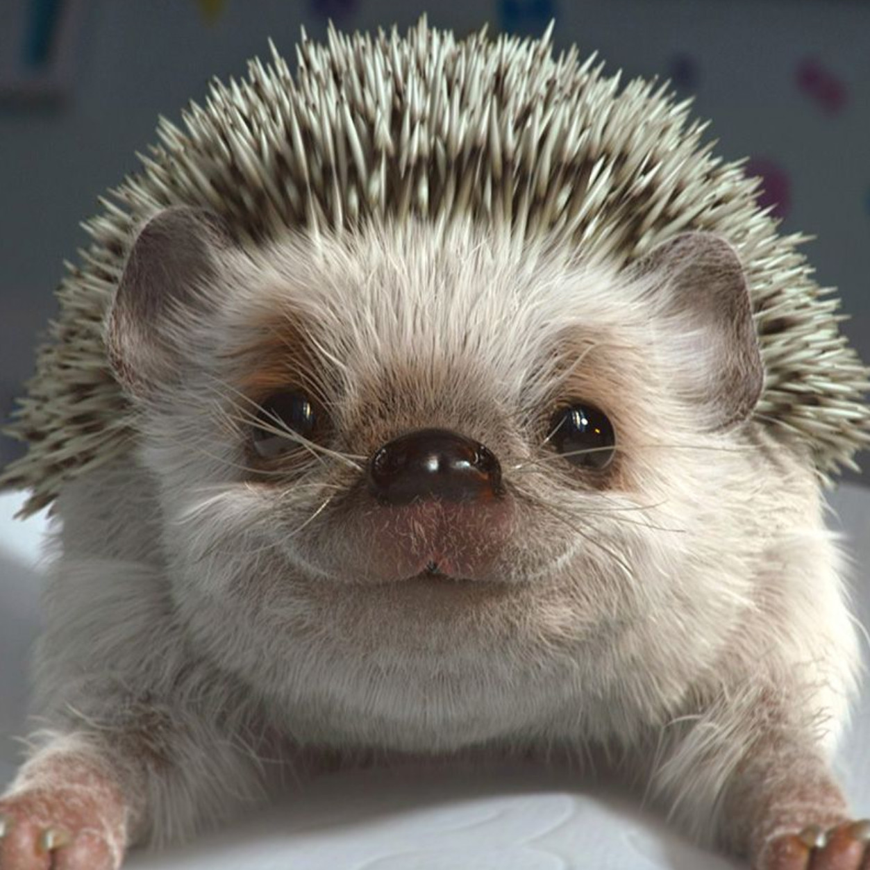 ArtStation - Elite - Hedgehog