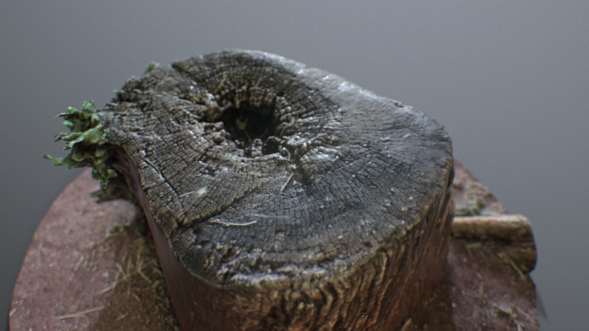 ArtStation - Tree Stump Photoreal