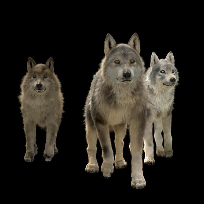 ArtStation - Wolf pack (part of big demo project)