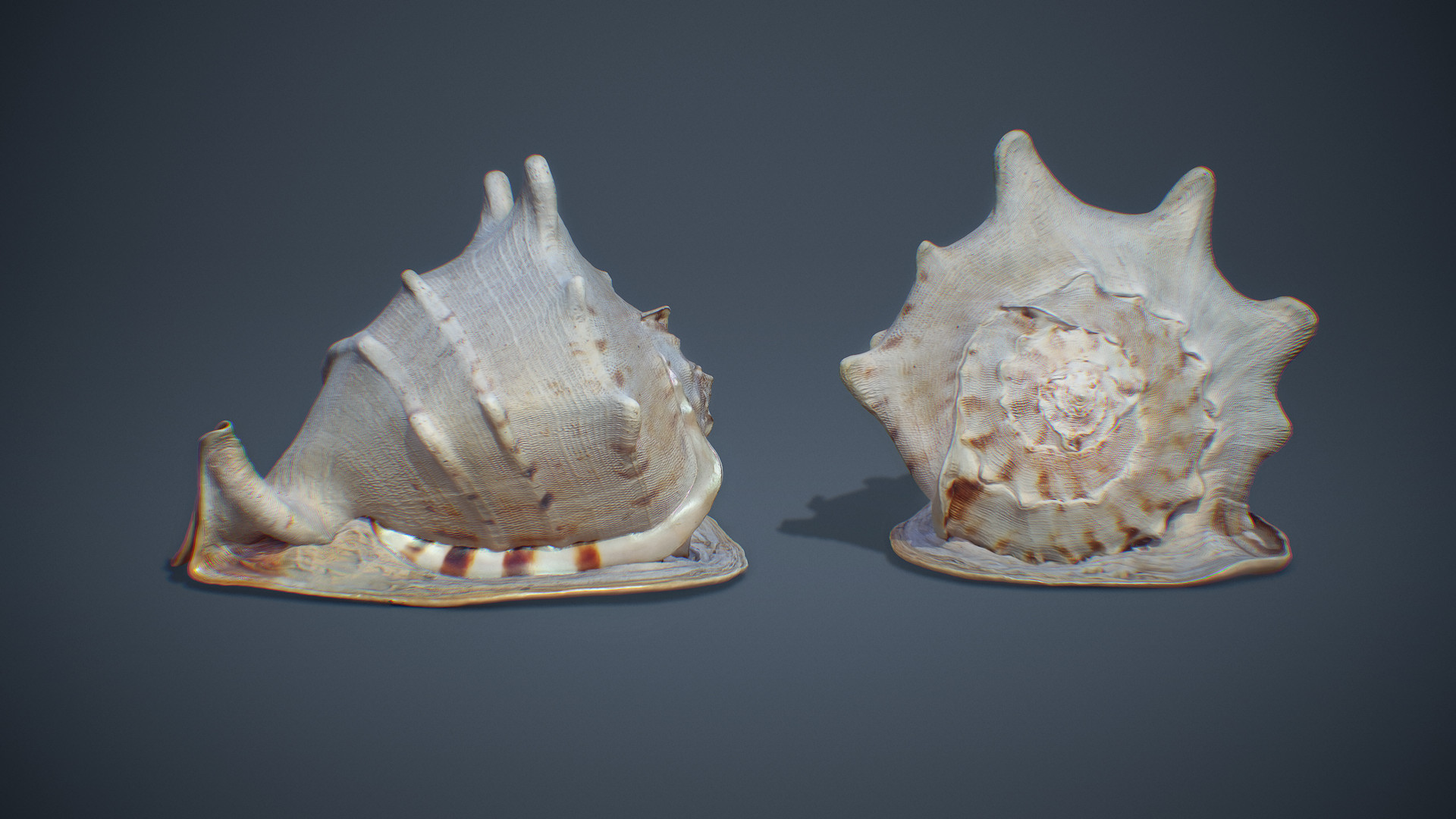 ArtStation - Giant Seashell 360 Photogrammetry