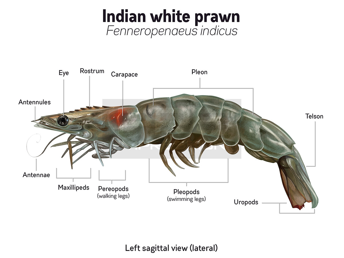 ArtStation - Scientific Illustration