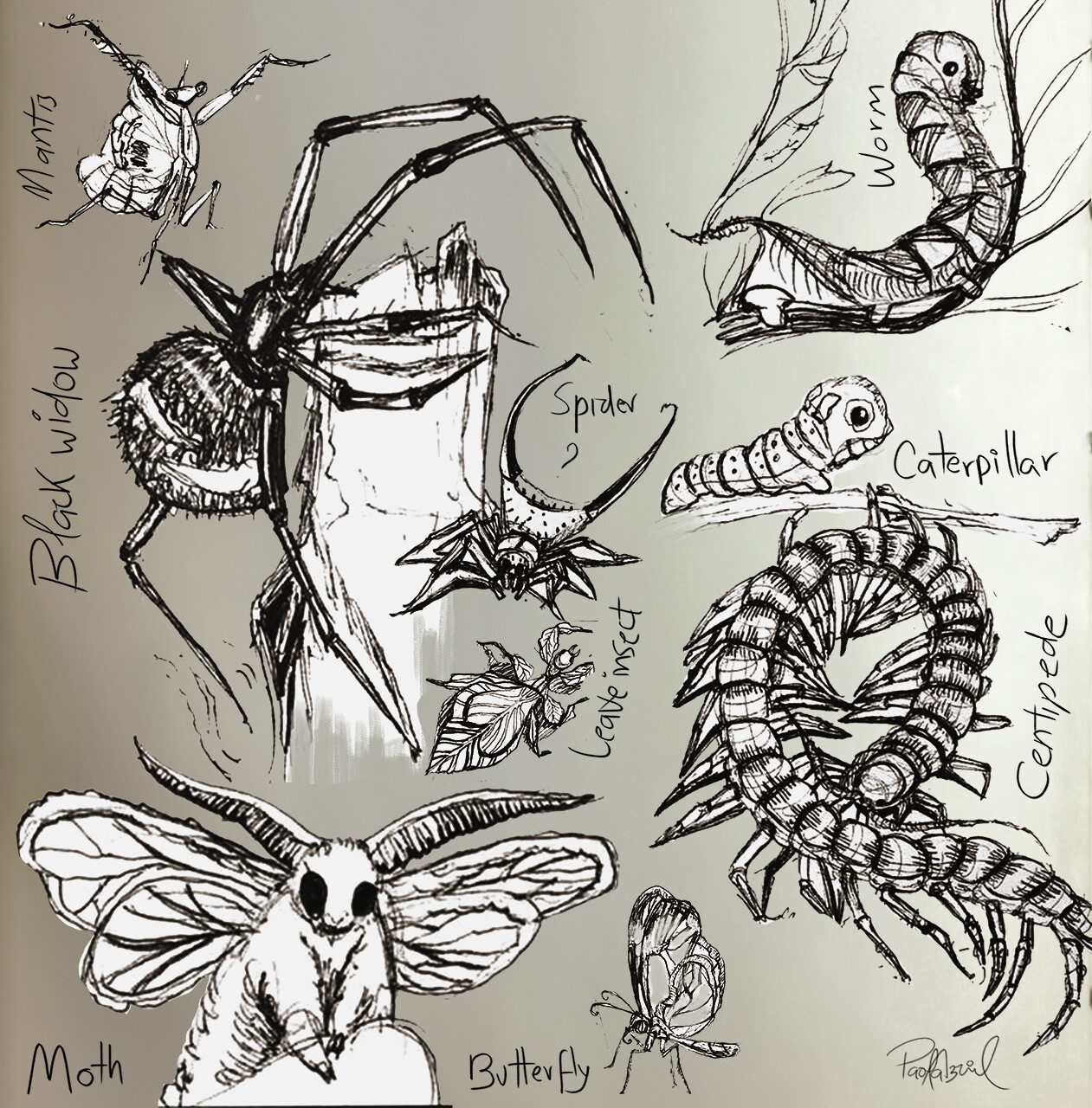 ArtStation - Animal Sketches - Hand Drawing