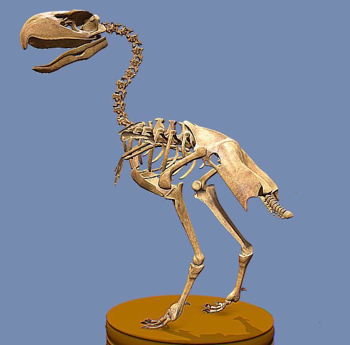 ArtStation - Kelenken Skeleton