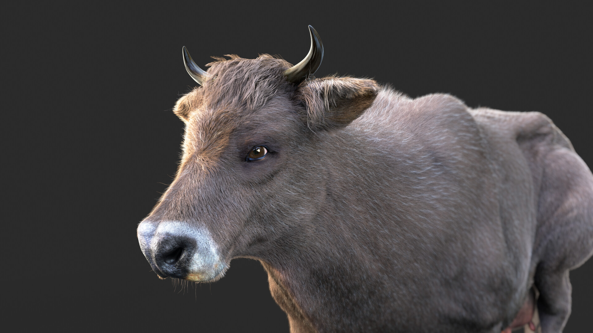 ArtStation - Creatures Project : Cow