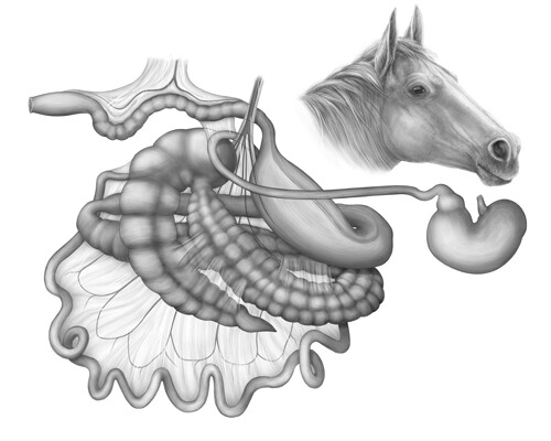 ArtStation - Horse Gastrointestinal Tract