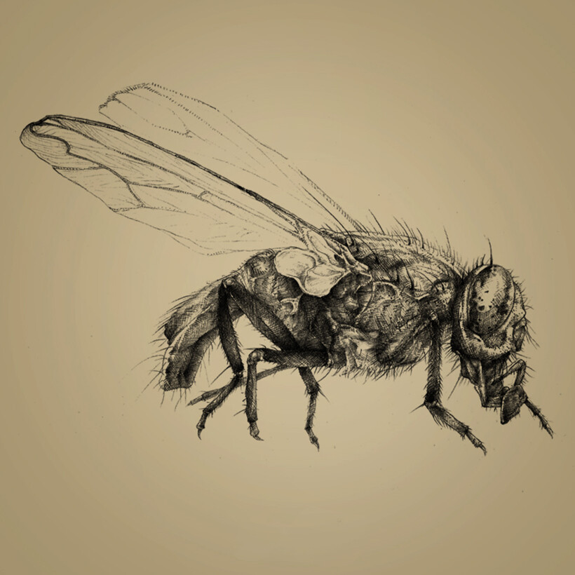 ArtStation - Fly Drawing