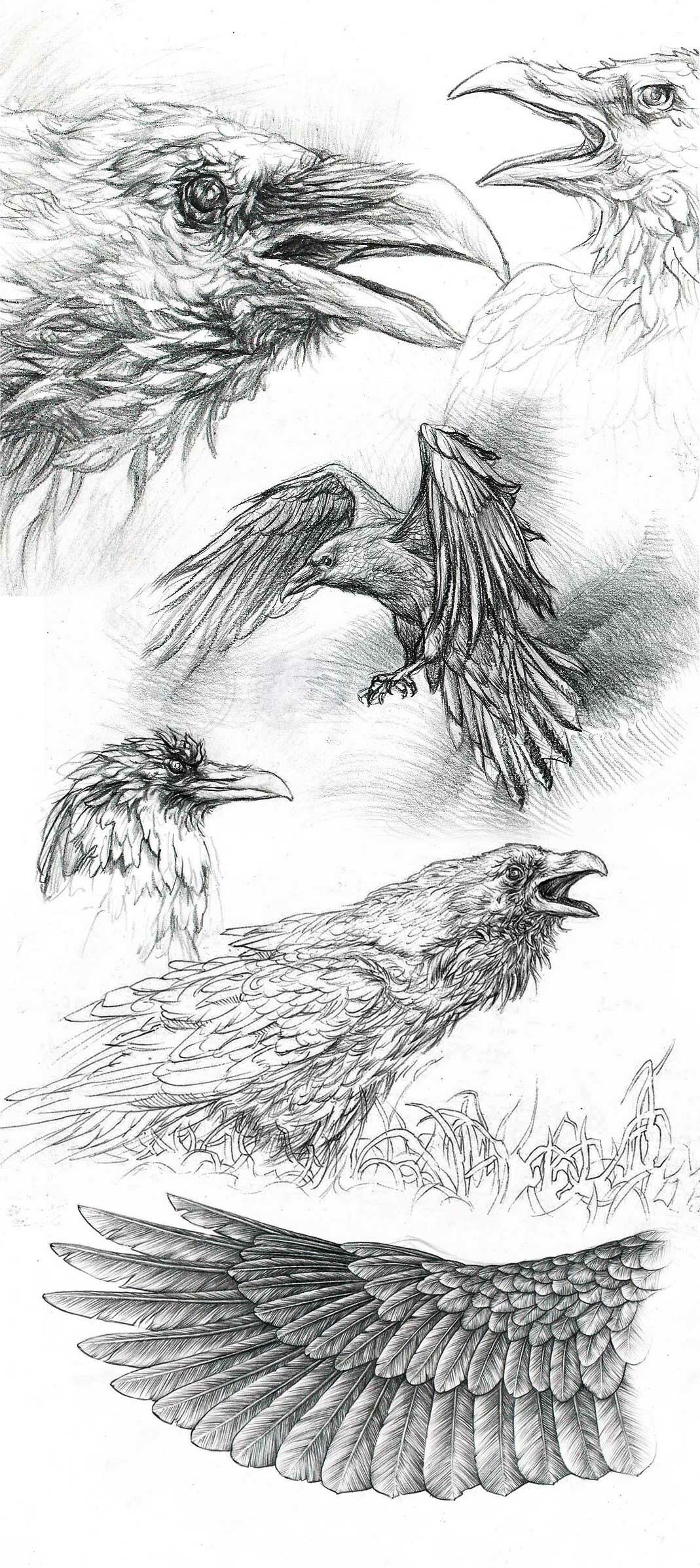ArtStation - Raven studies