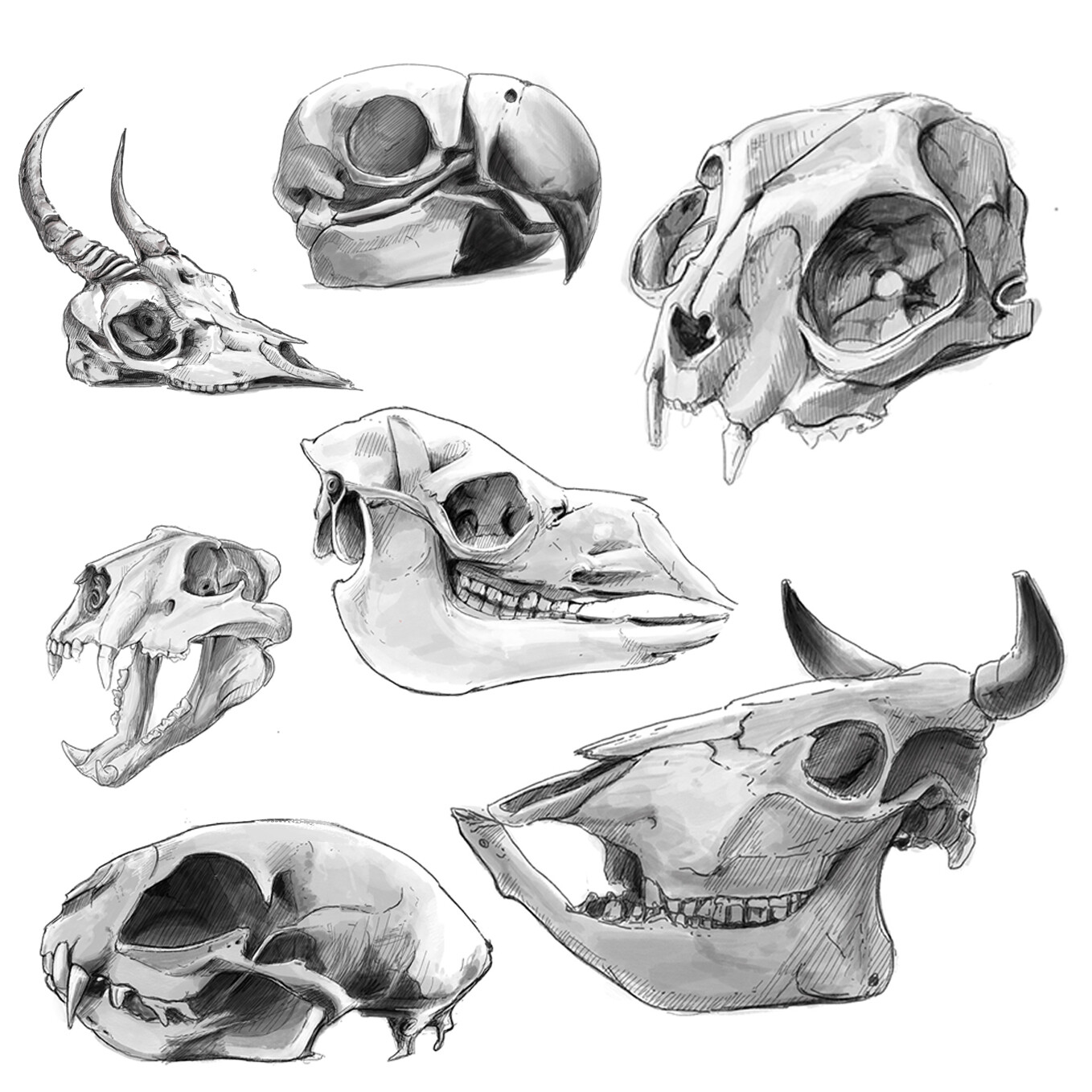 ArtStation - Animal Skull studies