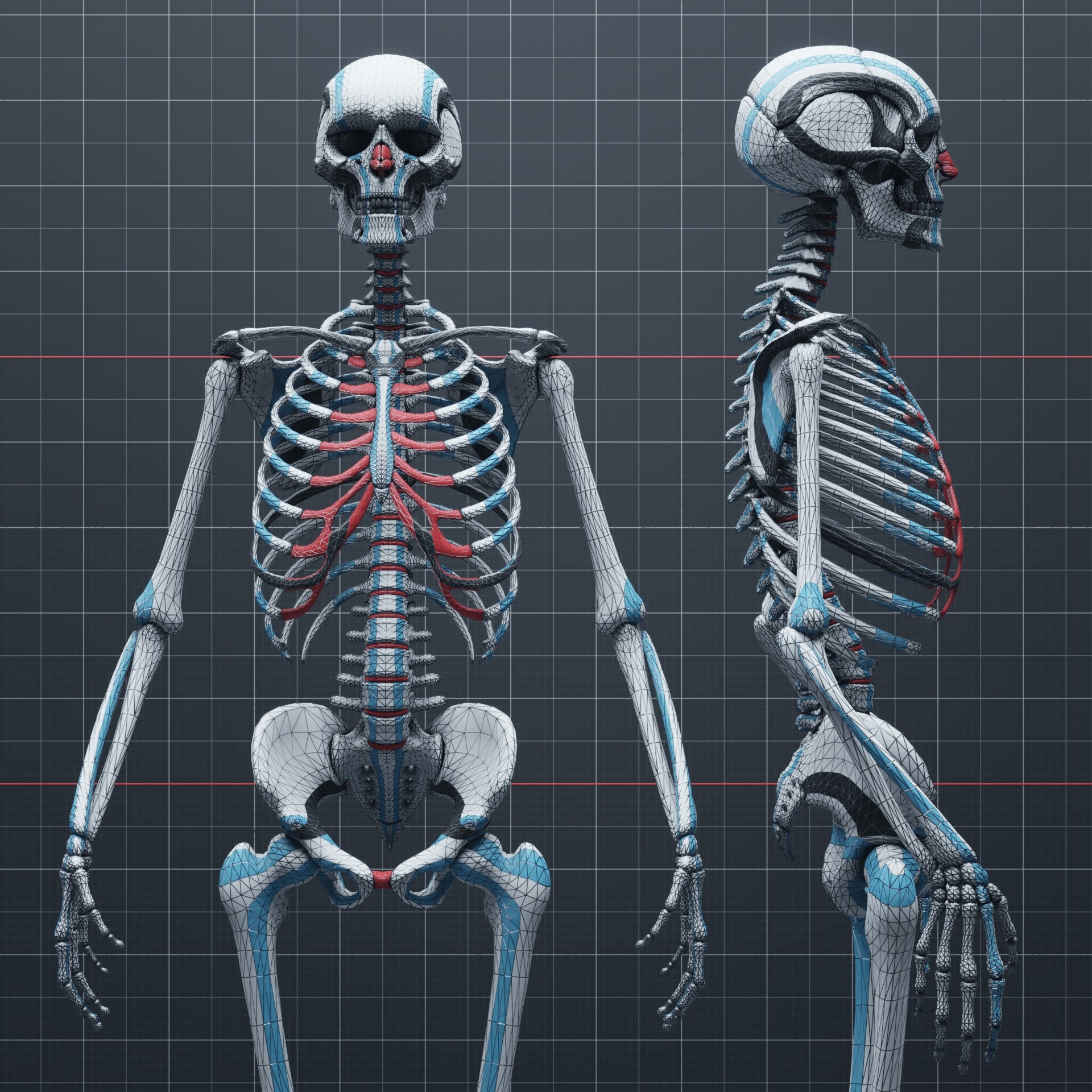 ArtStation - Idealized: Human Skeleton (with 3 views)